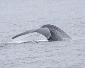 Whale Alert – West Coast – a collaborative effort to save endangered whales