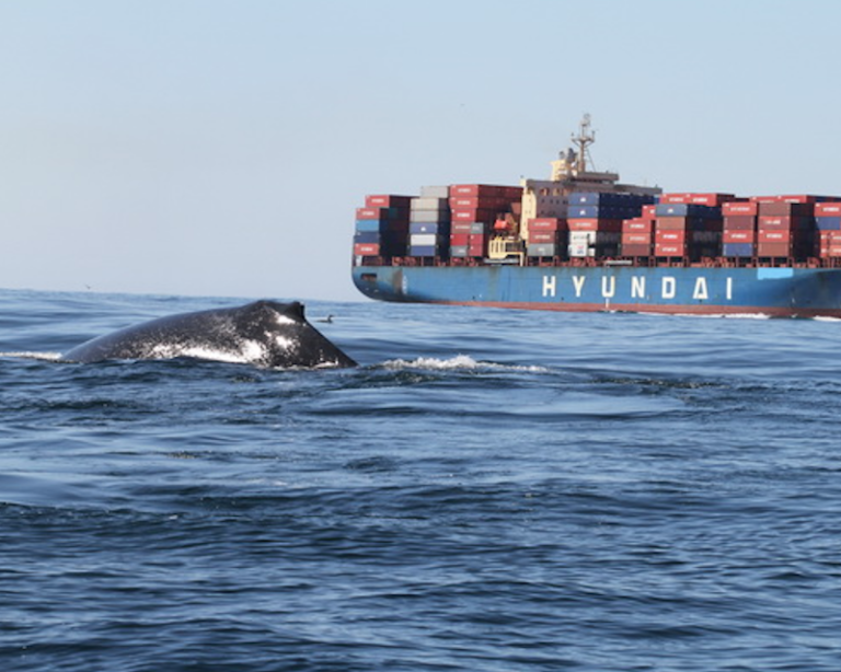 Whale Alert – West Coast – a collaborative effort to save endangered whales