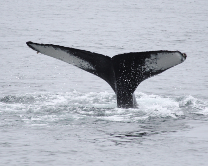Engage – Whale Alert – West Coast